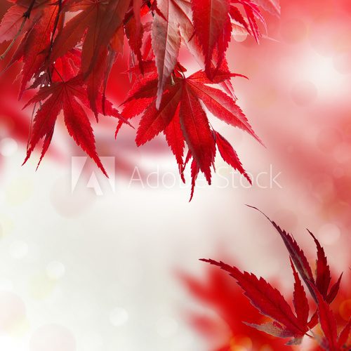 Photo wallpaper: Red greenery | Demural®
