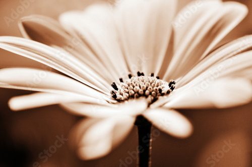 Photo wallpapers Sepia | Demural®